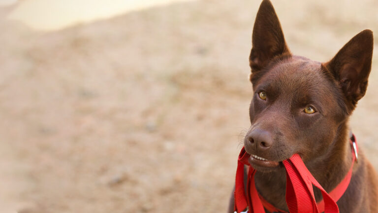Koko: A Red Dog Story - Chlotrudis Society for Independent Film
